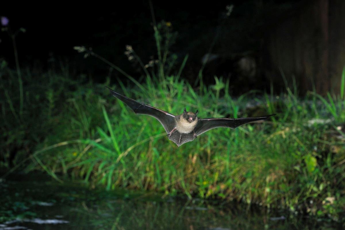 NAJEZDA SLEPIH MIŠEVA U ZAGREBU: Na jednoj teresi pronađeno njih 17 ...