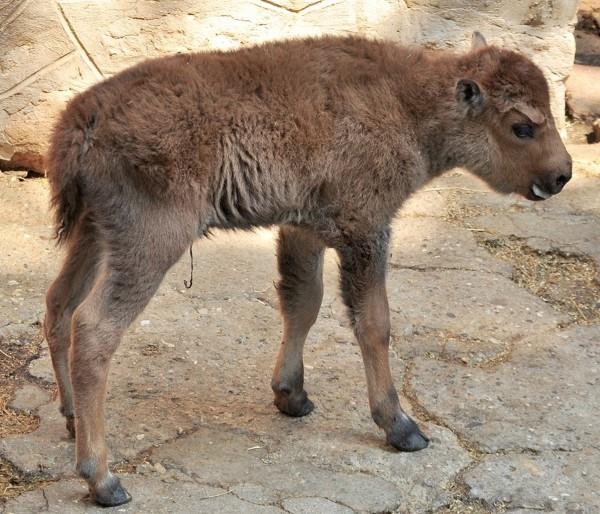 RODILO SE BIZONČE: Ovo je nova i preslatka BEBA u Beo zoo-vrtu! Kad ...