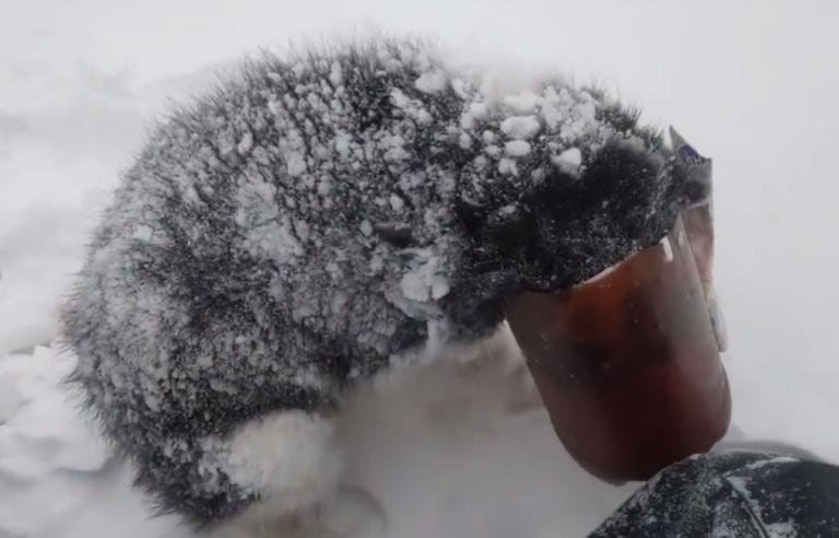 BEBA HASKIJA SE ZAGLAVILA U FLAŠI, GUŠILA I SMRZAVALA NA SNEGU! Ovaj ...