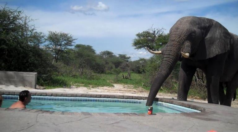 ŠOKIRANI SU! KO JE NJEGA ZVAO?! Ovog druželjubivog kopnenog diva niko ...