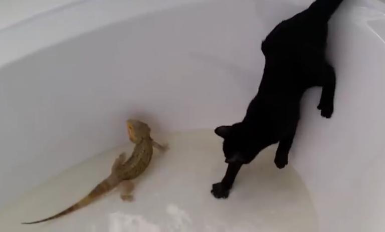 JADNI MALI GMIZAVAC! Gušter uživao u kadi, mačka htela da pipne vodu, a ...