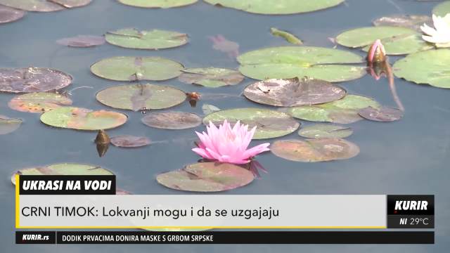 ZBOG OVOG ČOVEKA CVETA CRNI TIMOK: Lokvanjima oplemenio reku (KURIR TV ...