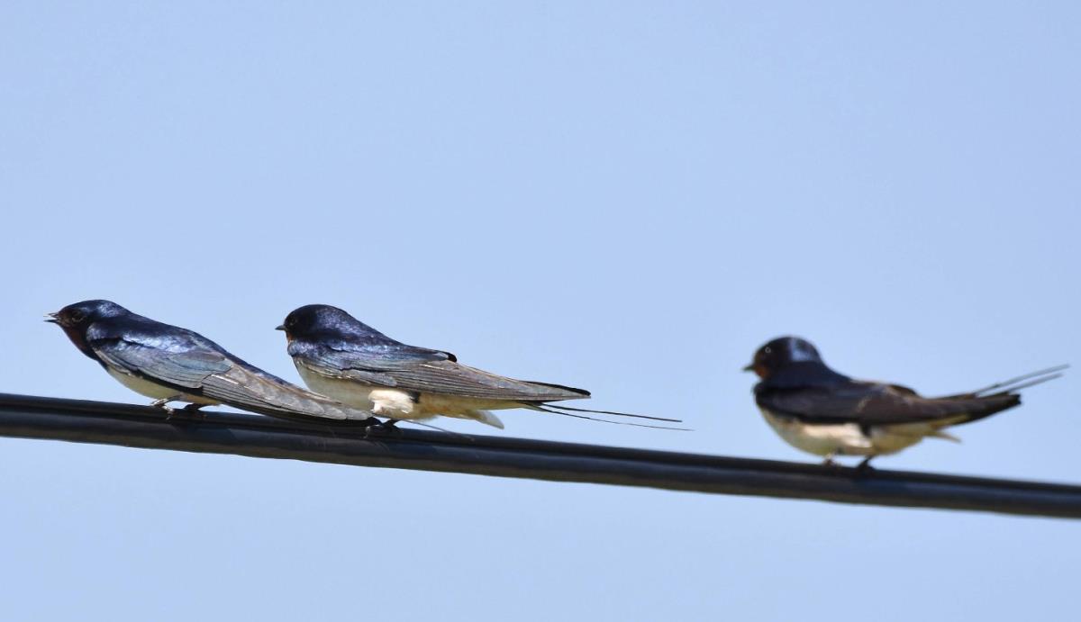 LASTE I RODE PREŽIVELE MRAZ ALI AKO IH VIDITE PROMRZLE, UGREJTE IH: Evo ...