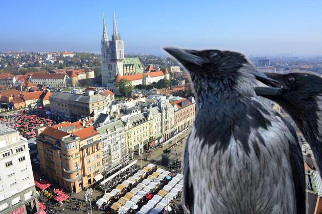 NIJE HIČKOKOV FILM: Otkriveno zašto vrane sve više napadaju Zagrepčane ...
