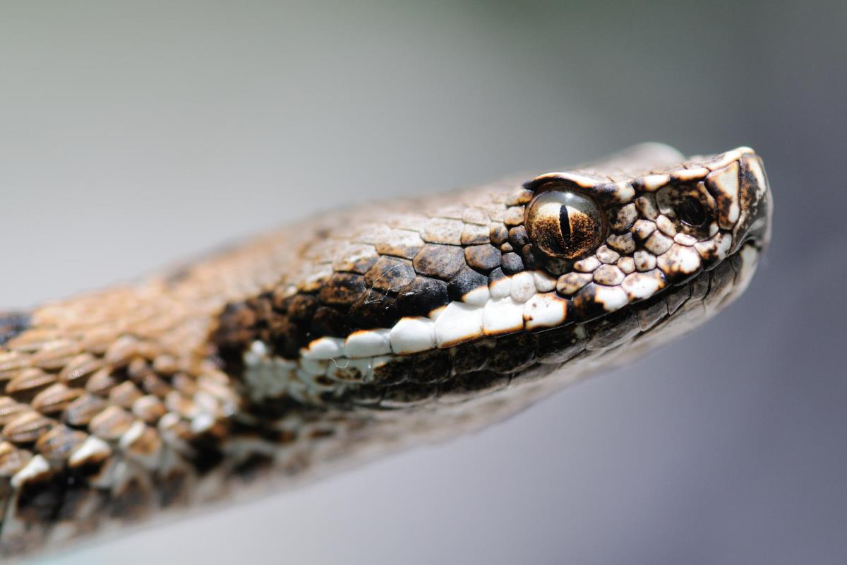 Poskok ujeo ženu, preminula pre nego što je stigla do bolnice: Ovakav ...