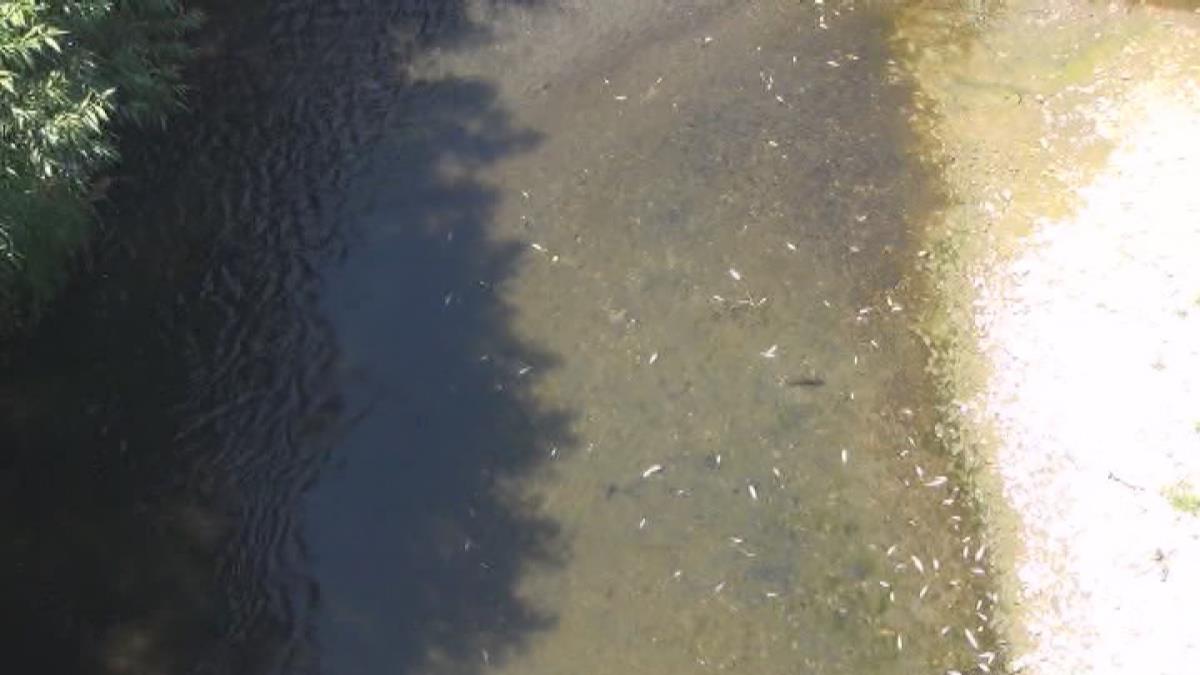 VELIKI POMOR RIBE U RECI SKRAPEŽ KOD POŽEGE: Otrovane mrene i klenovi ...