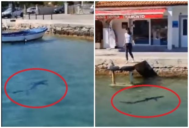 PLAVA AJKULA OD METAR I PO U UVALI KOD TISNOG: Modrulj iz dubina ...