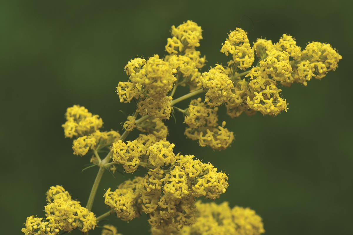 IVANJSKO CVEĆE ZOVU BOGORODIČINIM POMOĆNIKOM, A IMA LEKOVITA SVOJSTVA! Od njega se prave MOĆNI ...