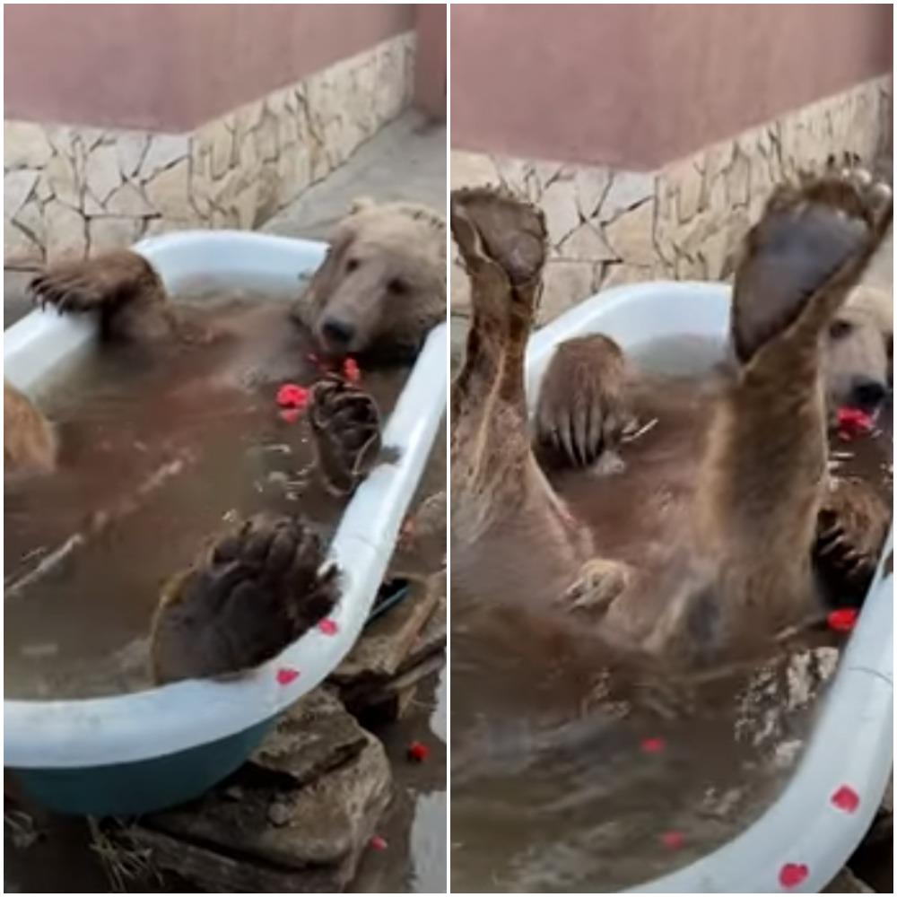 UŽIVANCIJA: Medved Balu zna kako da se opusti posle napornog dana VIDEO ...