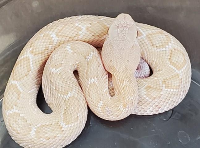 OTROVNICA KOJA SE POJAVLJUJE JEDNOM U MILION GODINA: Retka albino zmija ...