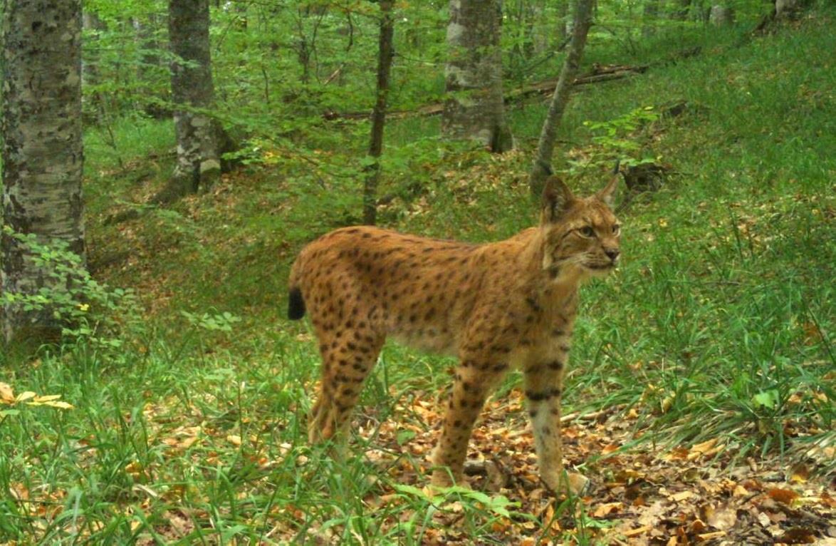 SKRIVEN OD LJUDI: Redak i ugrožen mladi BALKANSKI RIS snimljen u ...