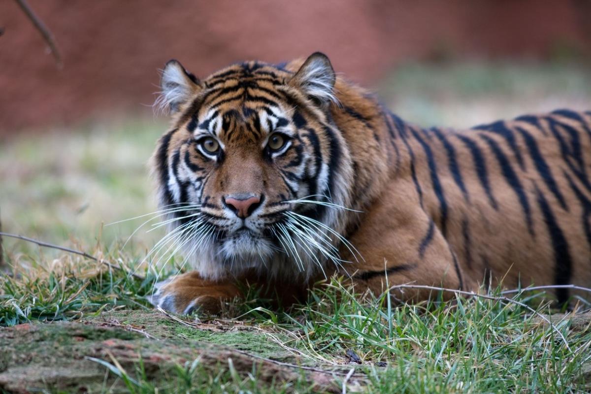 Tigar lovio vepra, upali u bunar | Kurir