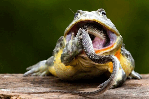 FOTO SMAZALA JE U SLAST: Žaba bik pojela zmiju! Za par sekundi nestala ...