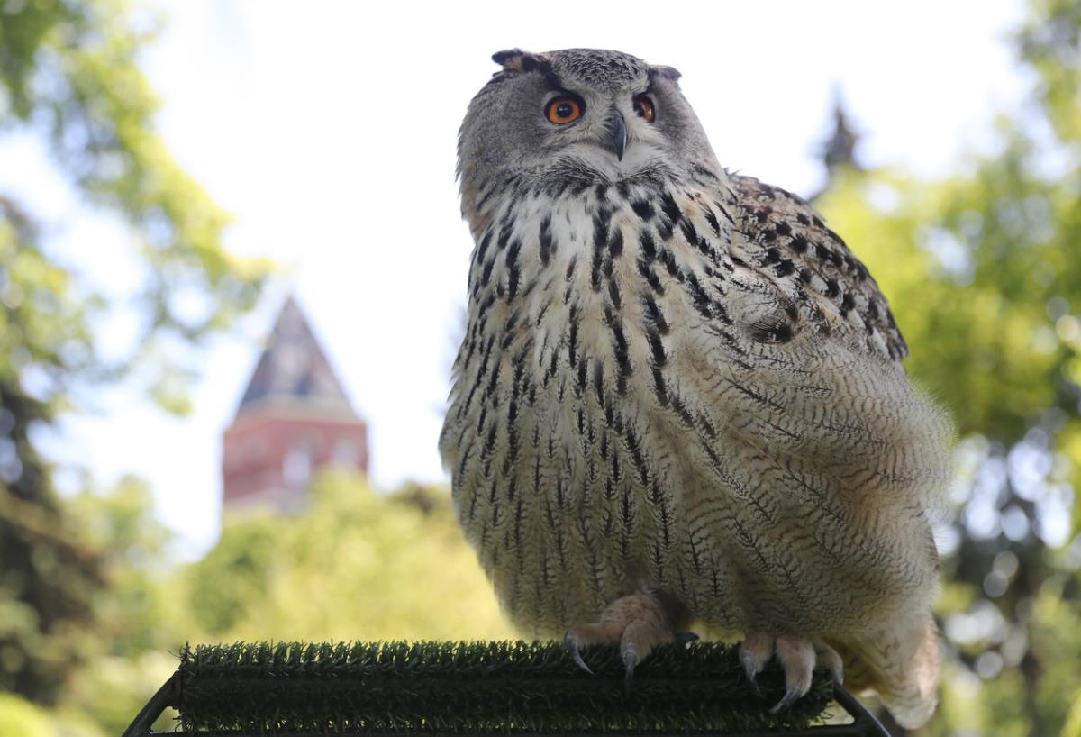 NAJVEĆA SOVA NA SVETU SLETELA U GANDIJEVU?! Letuje u Novom Beogradu ...