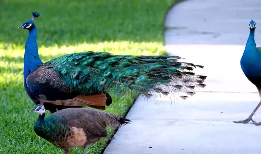 Gajenje pauna u dvorištu | Biznis Kurir