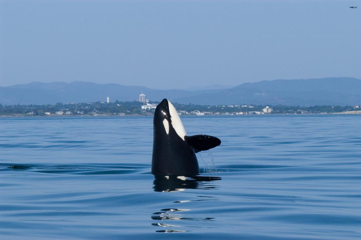 "Kitovi ubice" miljenici lokalnog stanovništva u ovoj zemlji imaju ...