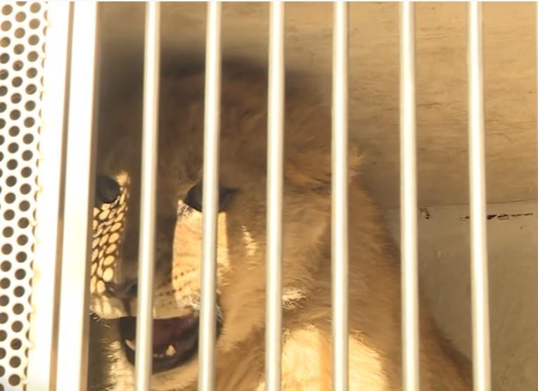 LAV NIKOLA KOJI JE UHVAĆEN U BUDVI IDE U JUŽNOAFRIČKU REPUBLIKU Posle ...