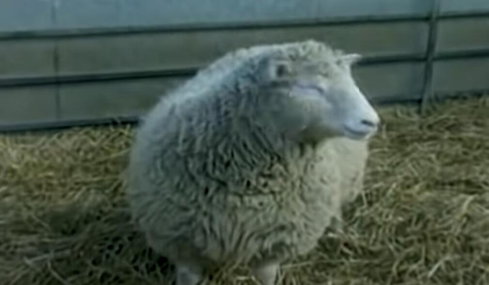 KLONIRANA OVCA 25 godina otkad je svet čuo za Doli | Kurir