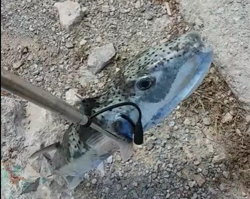 SRBIN NA KRITU ULOVIO ČUDNU RIBU! Grci rekli ako ovo upecaš, ne vraćaj ...