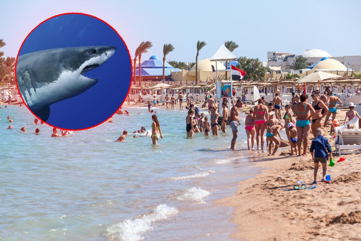 U Egiptu sada ima oko šest hiljada Srba, isprepadani su ajkulom koja je ubila ženu | Kurir