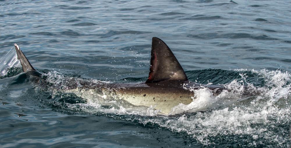 Na Jadranu ponovo haraju velike bele ajkule, jedna uhvaćena kod Kotora | Kurir