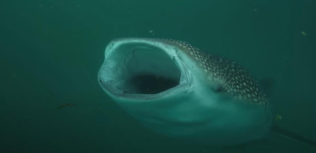 Šta jedu kit ajkule | Kurir