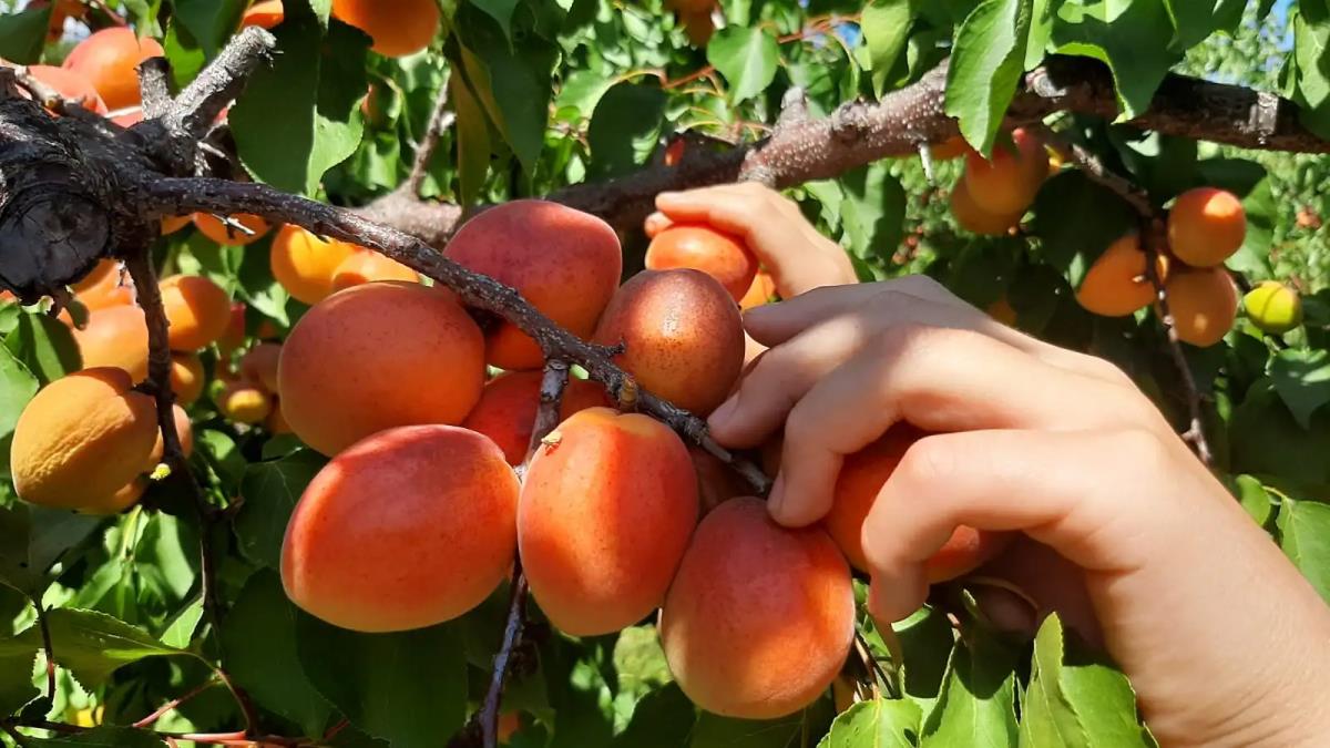Ljubitelji kajsije primetili da ovo voće ima polomljene koščice | Kurir