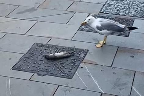 DELIKATES! GALEB GRICKA PACOVA KOMAD PO KOMAD: Neverovatan snimak iz ...