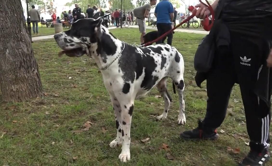 100 RASA PASA DOŠLO NA OBRENOVAČKU IZLOŽBU: Veliki psi izgledaju ...