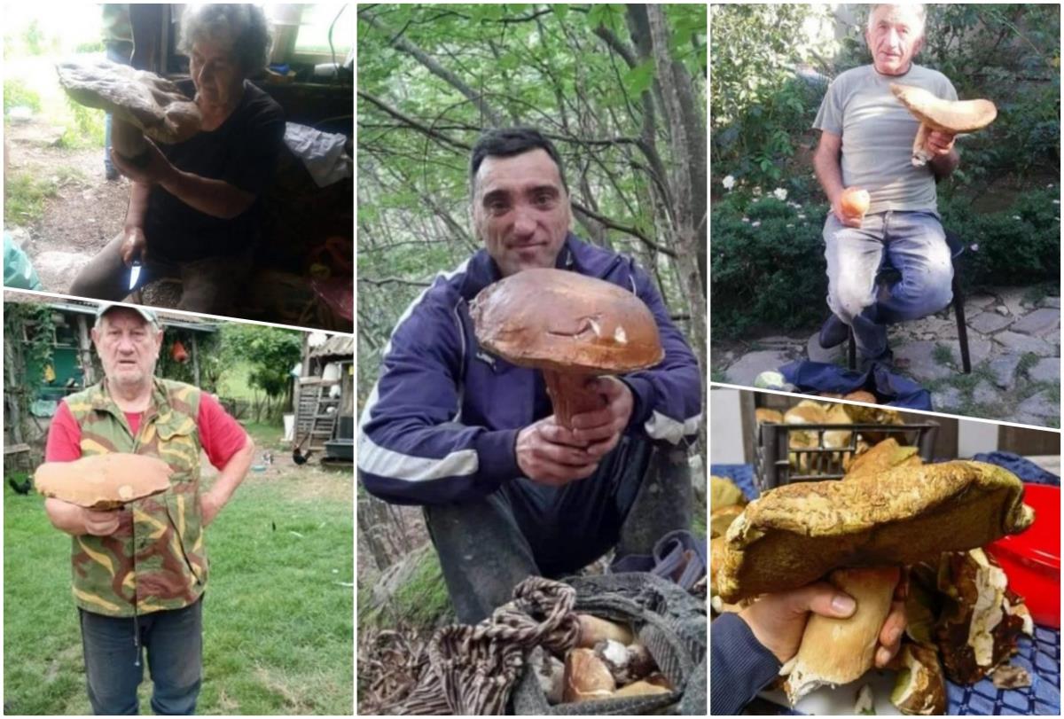 Najveći vrganj u Srbiji ubran kod Vlasotinca | Kurir