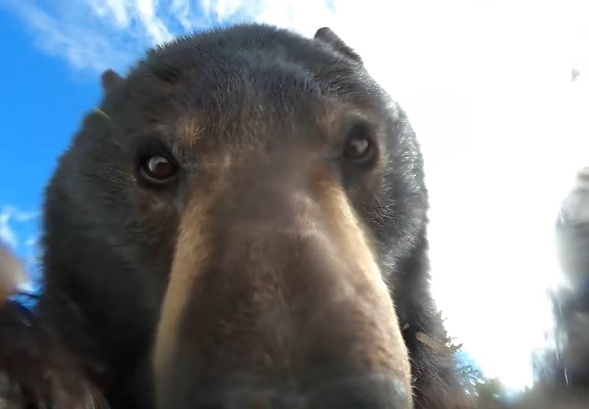 Medved se slikao GoPro kamerom | Kurir