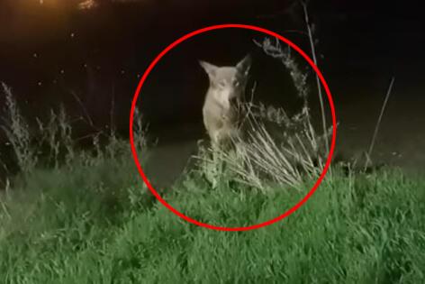 Vuk snimljen u Slancima?! | Kurir