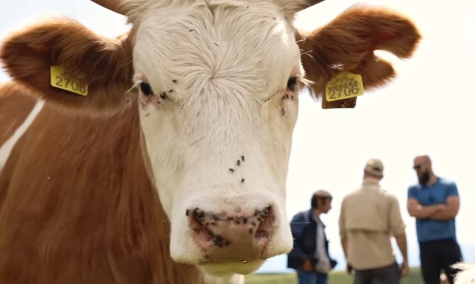 ženu ubila krava | Kurir