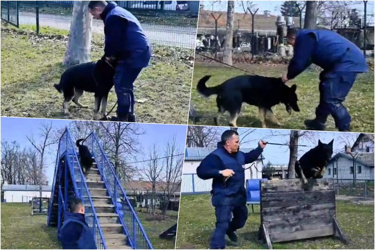 Pas Zigi dobio naslednika, Pako Avala novi superheroj policije | Kurir