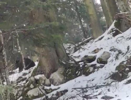 Medved snimljen na Mitrovcu | Kurir