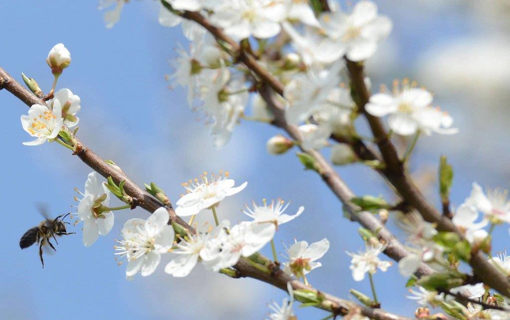 Baba Marta i mraz prete da unište voće! Kajsije već procvetale, ostalo ...