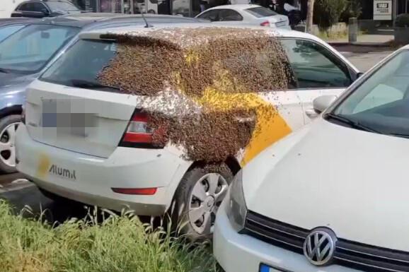 Roj pčela napao automobil na Mirijevu | Kurir