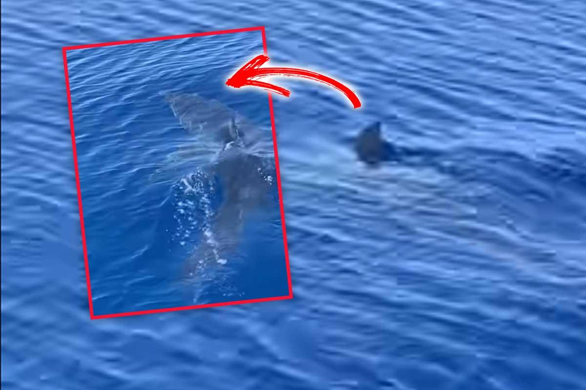 Najbrža ajkula na svetu dolutala do grčkog ostrva | Kurir