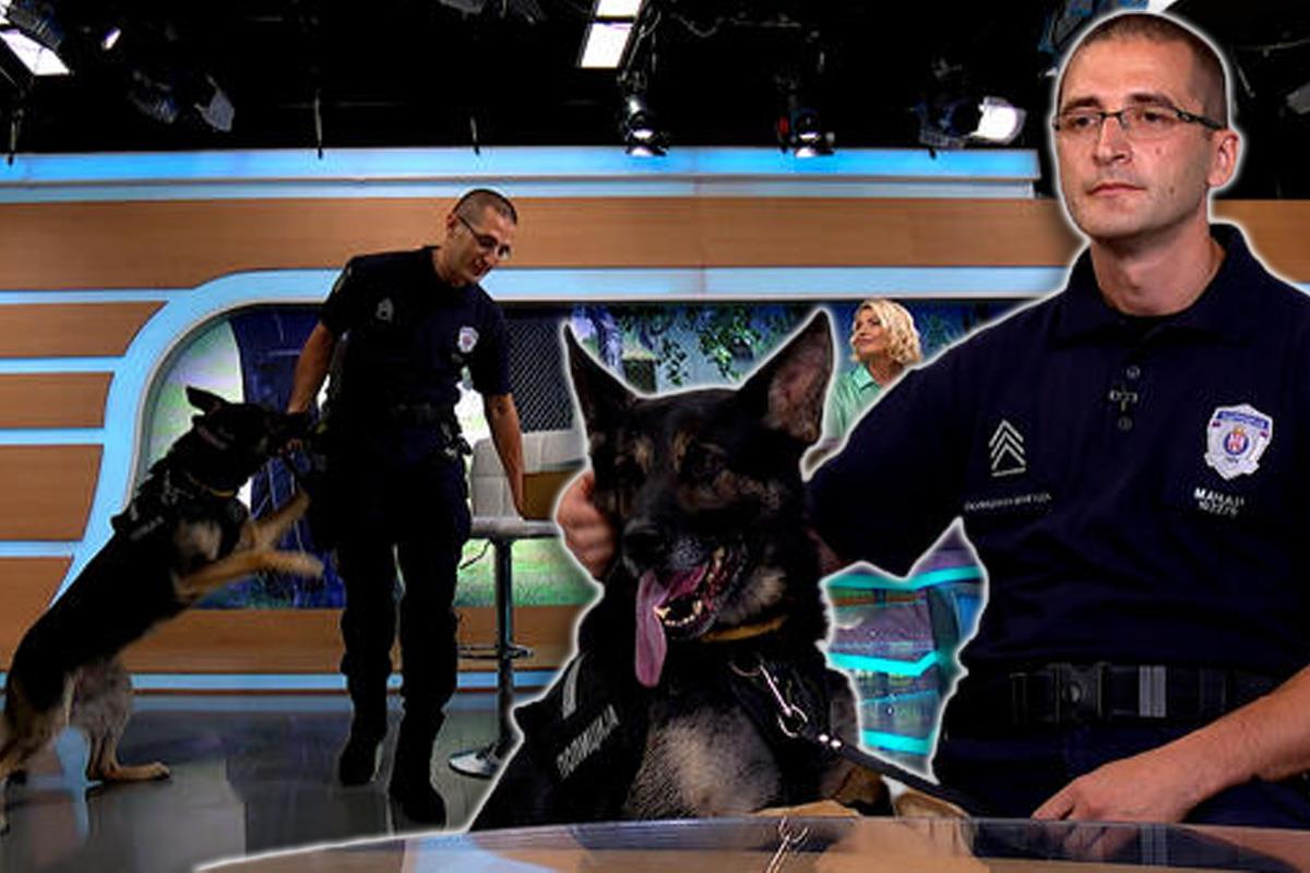 Policijski pas Oki napravio pometnju u studiju | Kurir