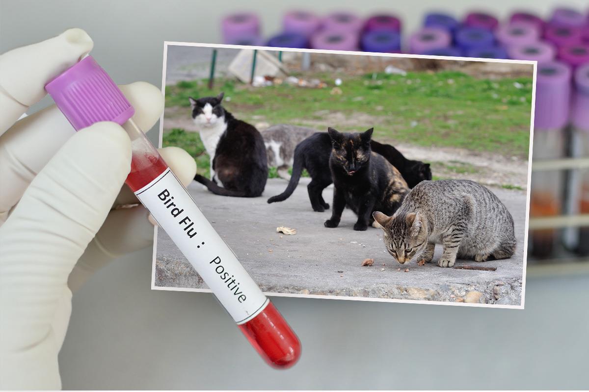 Uginule mačke u Poljskoj zaražene ptičjim gripom, SZO kaže da bi virus ...