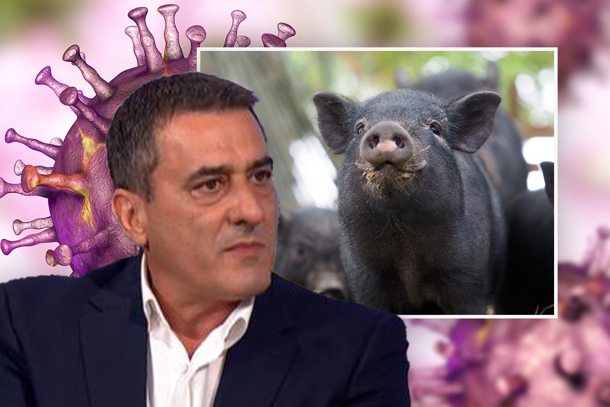 "Kod suzbijanja svinjske kuge, najbitnije je da znate ovo" | Kurir