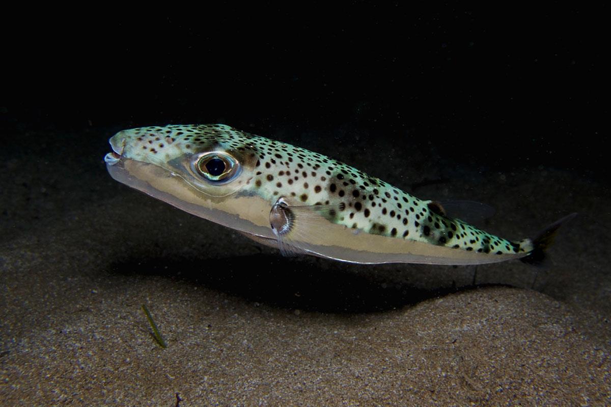 OTROVNA JE, U JEDNOM SLUČAJU DOLAZI I DO SMRTNOG ISHODA U omiljenom ...