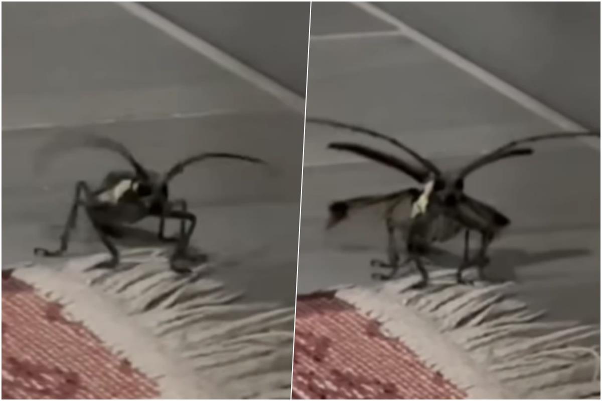 Minijaturna buba koja je internet digla na noge | Kurir