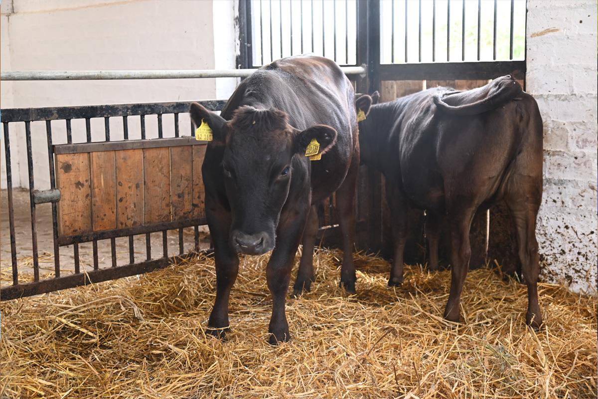 Francuska zabranila izvoz goveda | Biznis Kurir