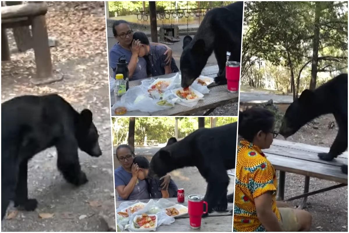 Medved upao na piknik meksičke porodice u prirodi | Kurir