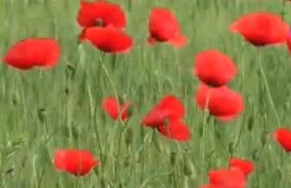 STVORIO IH BOG: Bulke prošarale polja! | Kurir