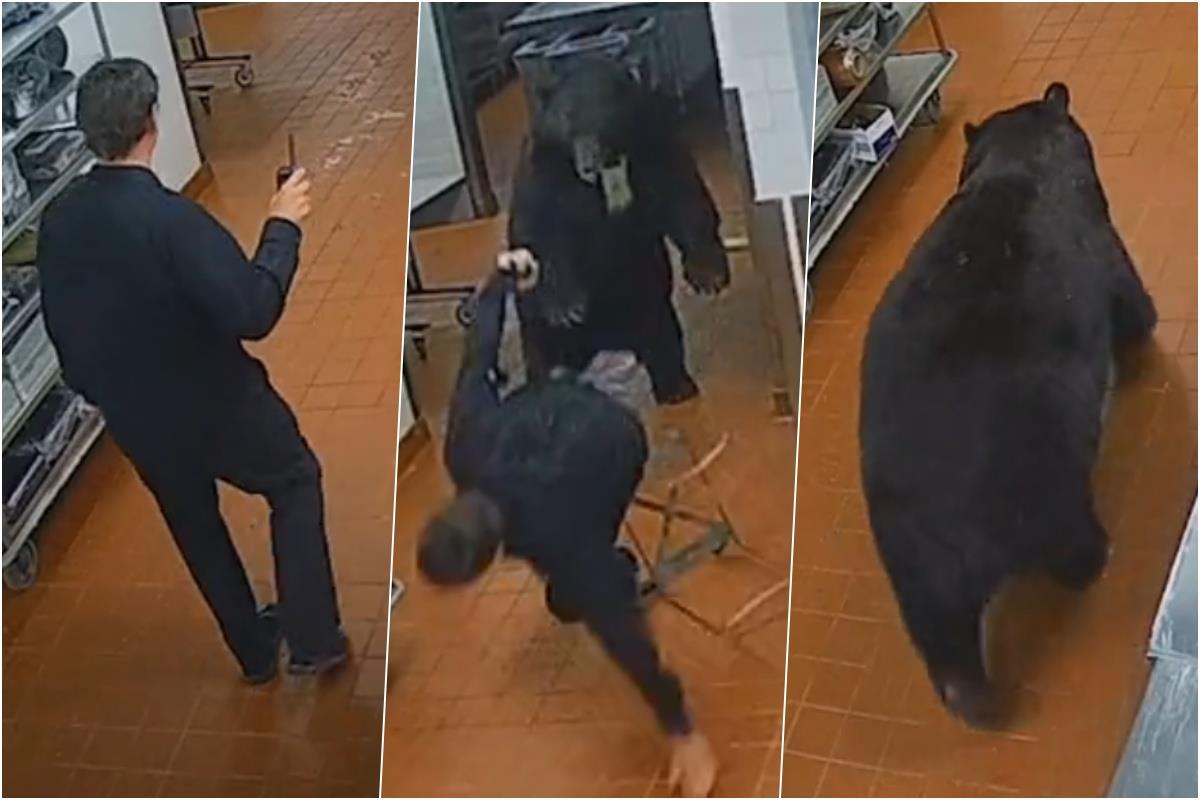 Medved napao čuvara u luksuznom hotelu | Kurir