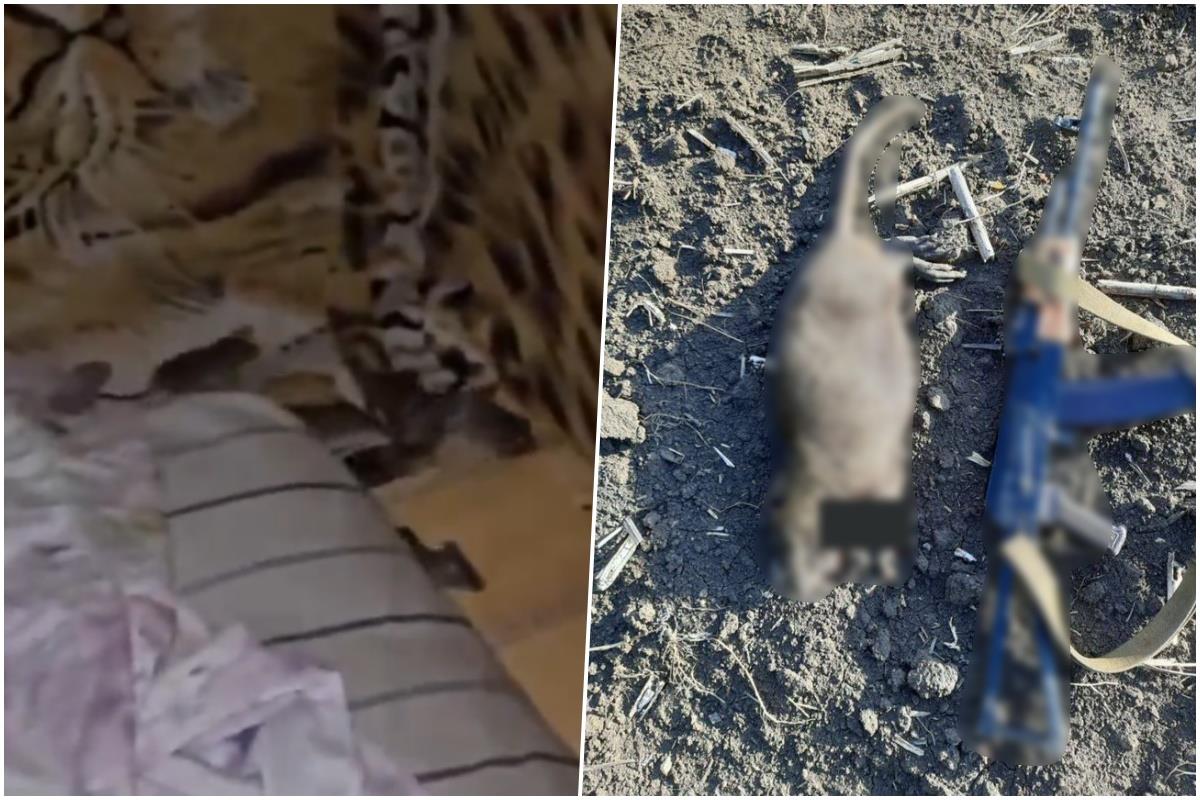 Njuzvik preneo objave sa društvenih mreža o miševima u ruskim i ...