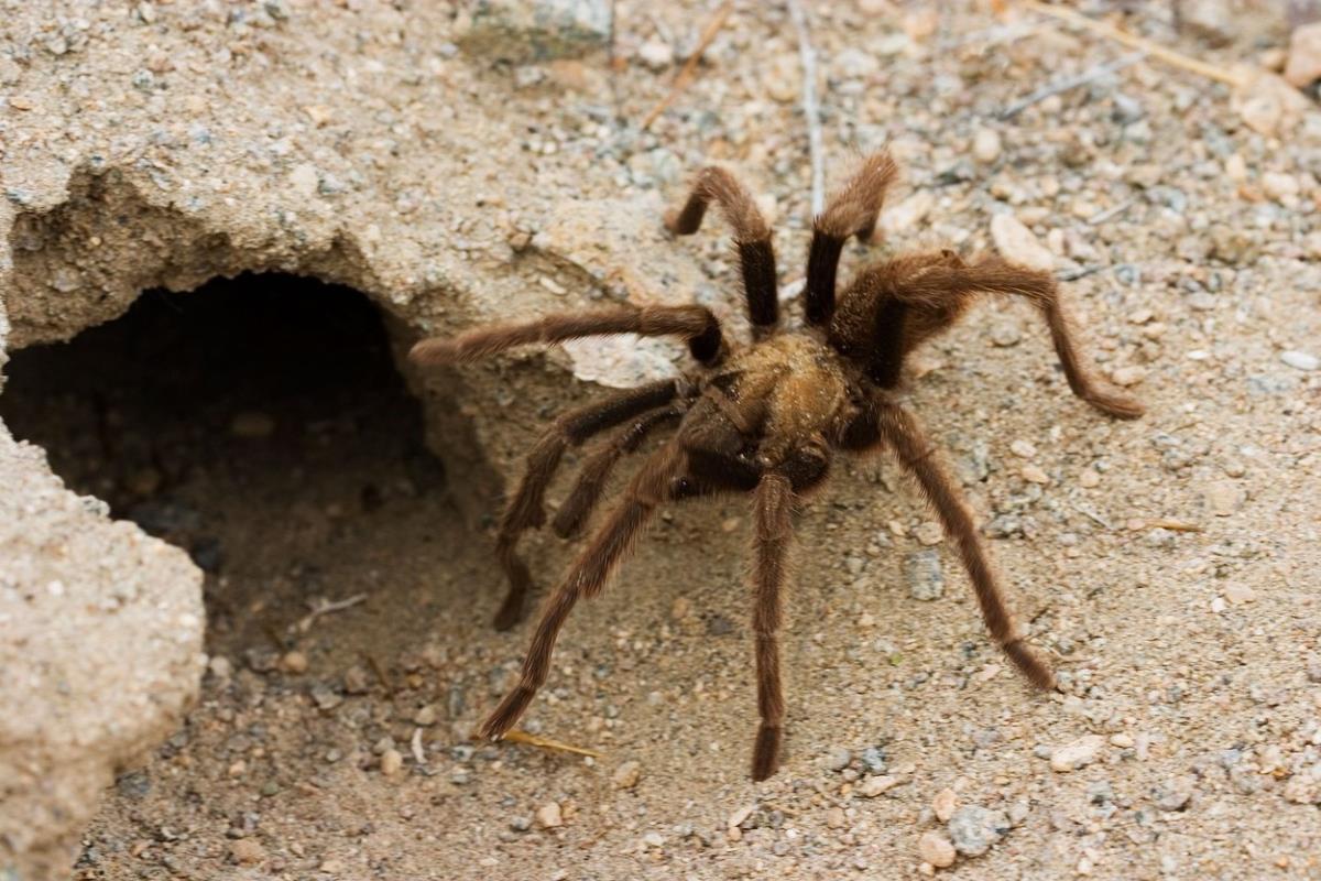 Upoznajte "kralja genitalija" Otkriven novi rod tarantula sa velikim ...