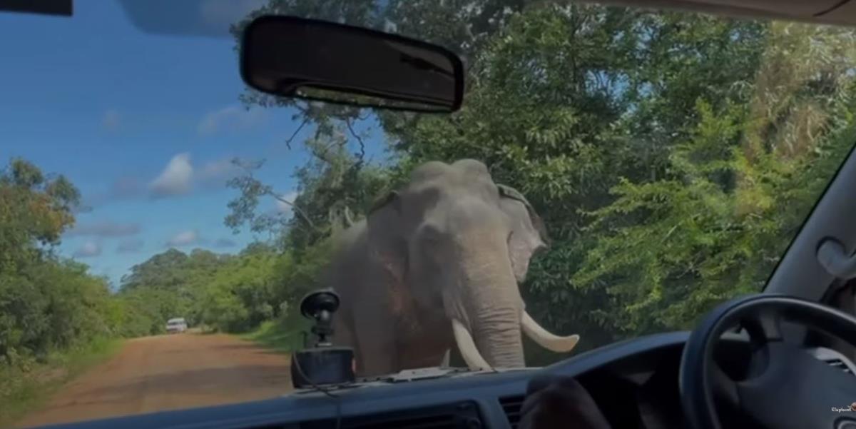 Mali slon izgubio majku, pa nastala prava drama | Kurir